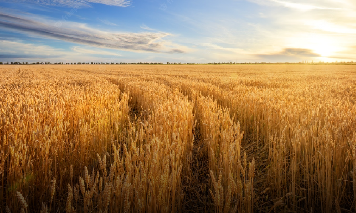 Semillas de Trigo - Agro Santa Rosa