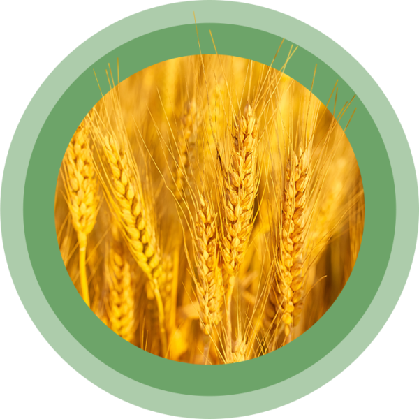 Semillas de Trigo - Agro Santa Rosa